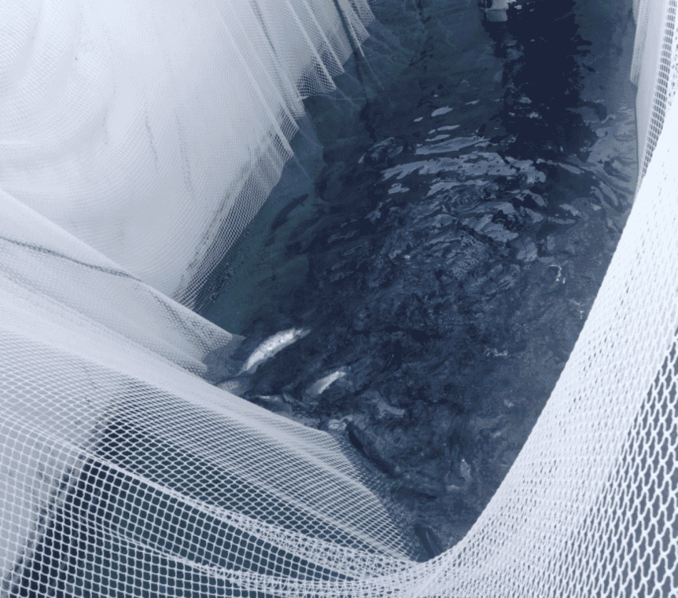 New trial backs semi-closed containment salmon aquaculture | The Fish Site
