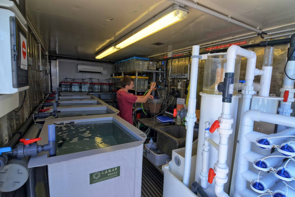Ranching wild fish to rebuild marine ecosystems | The Fish Site
