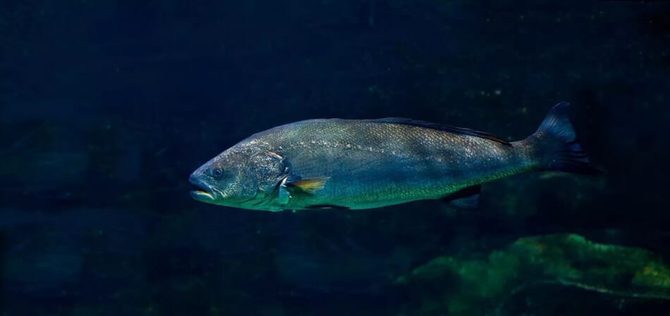 Researchers aim to boost meagre popularity | The Fish Site