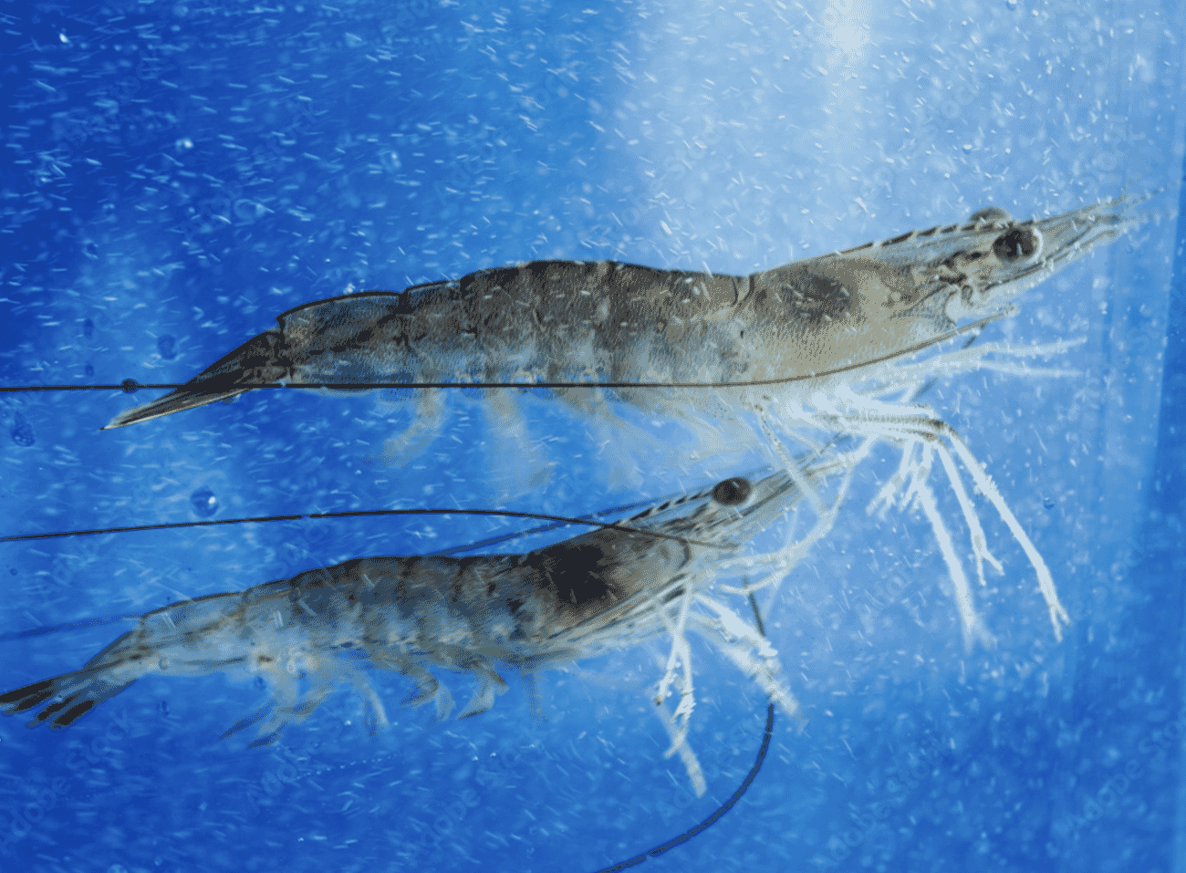 Nanobubble startup secures funding ahead of aquaculture launch | The ...