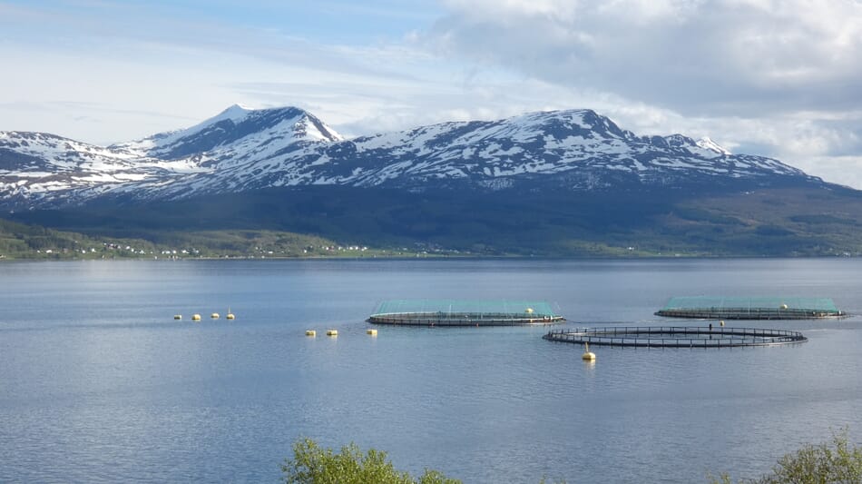 Nernst: delivering on-site oxygen production for fish farms | The Fish Site