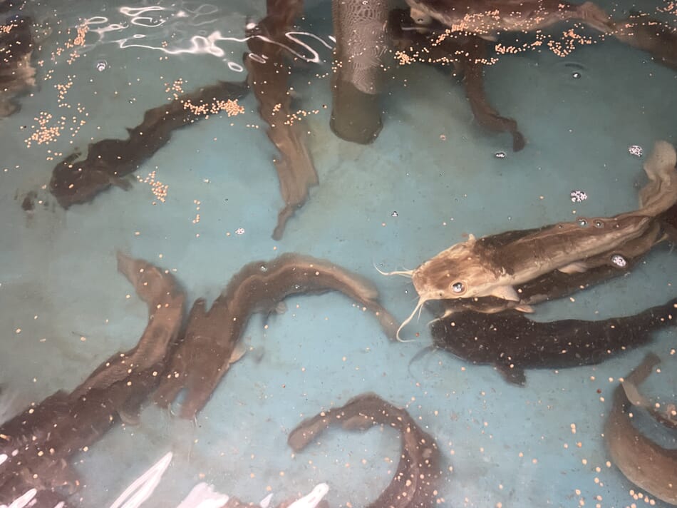 Raising investment for Europe’s largest catfish farm | The Fish Site