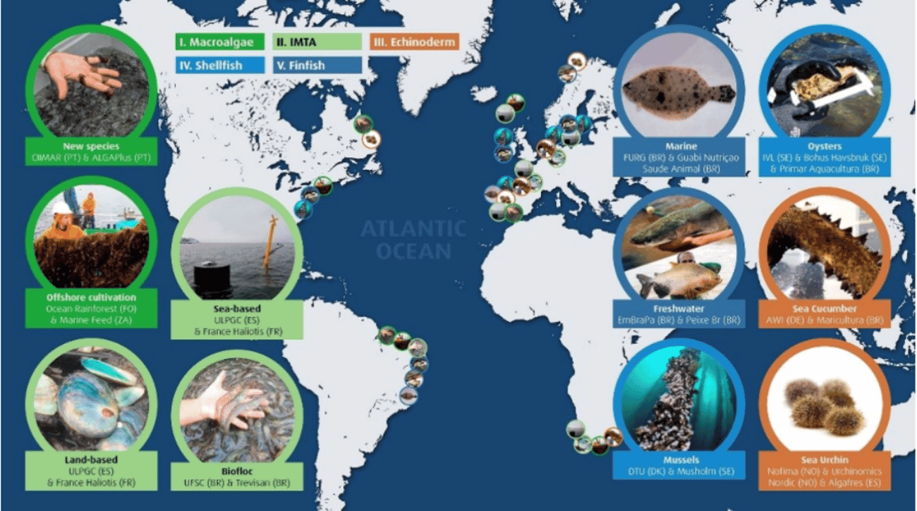 High hopes for low trophic aquaculture | The Fish Site