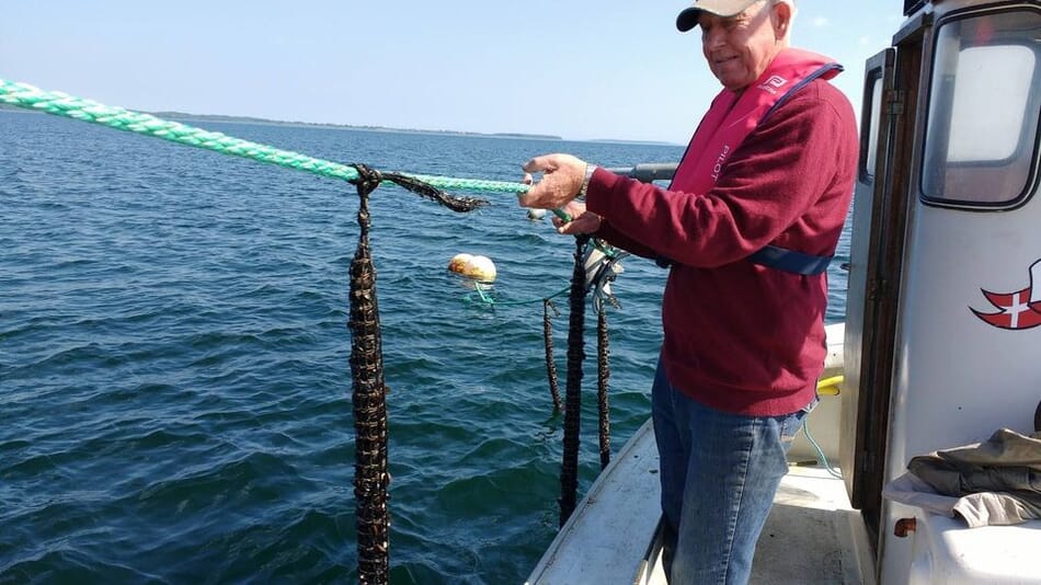 Collective mussel: the rise of Denmark’s communal mussel farms | The ...