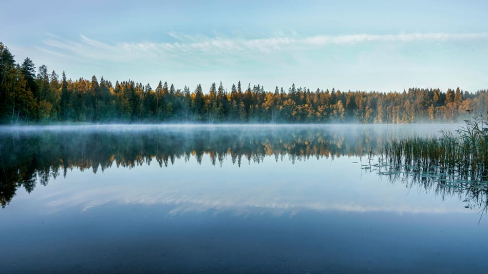 AI and satellites target harmful algae in Finland | The Fish Site