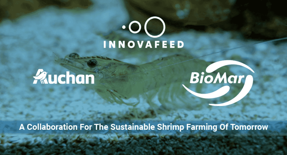 BioMar and Innovafeed drive insect protein into Ecuador’s shrimp feed ...