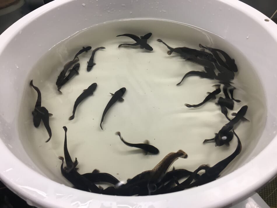 All about the burbot | The Fish Site