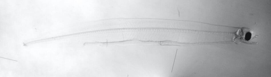 Recent steps towards closing the life cycle of European eel | The Fish Site