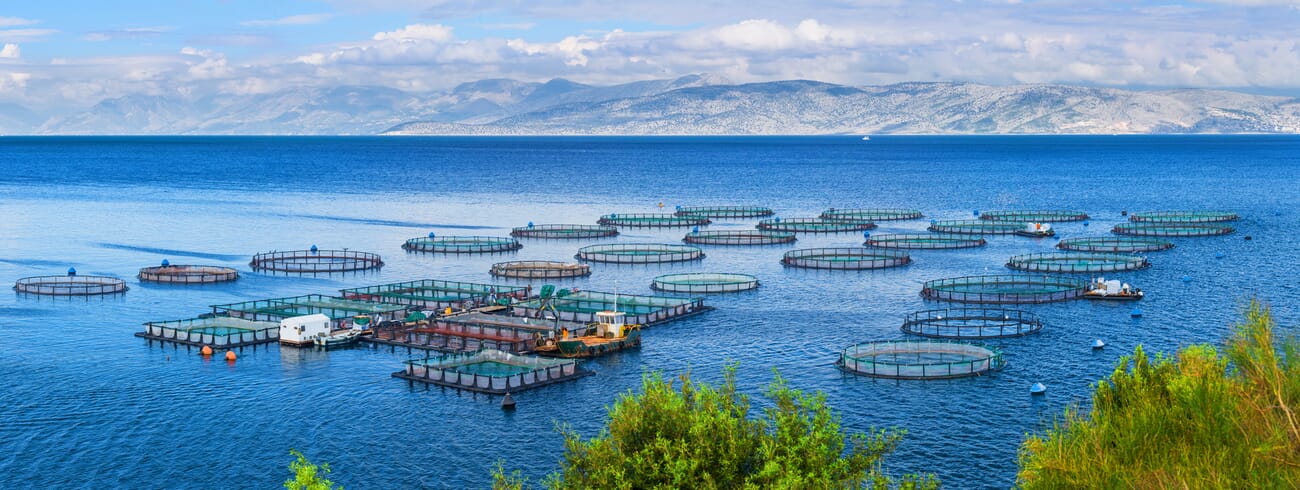 What’s up-and-coming in aquaculture? | The Fish Site