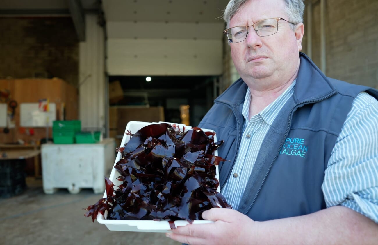 BIM strategy aims to boost volume of farmed seaweed in Ireland | The ...