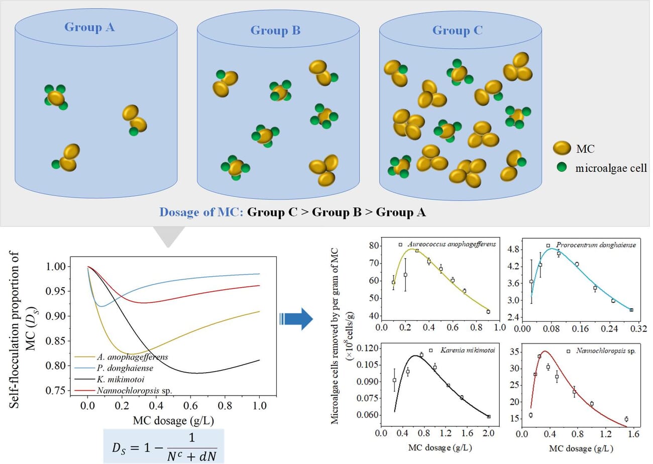 New study shows how modified clay can tackle red tide organisms | The ...