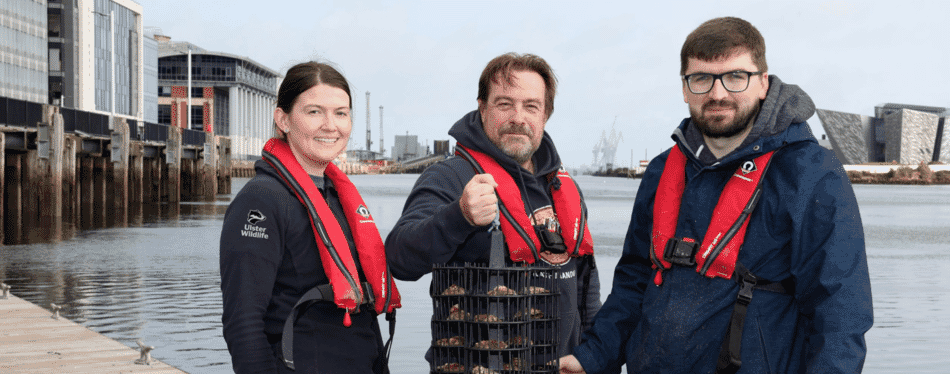 Native oyster nursery installed in Belfast port | The Fish Site