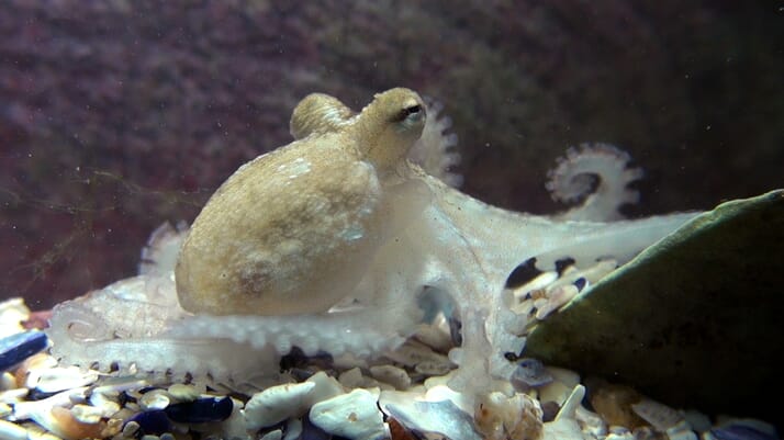 A visit to the octopus farming pioneers | The Fish Site