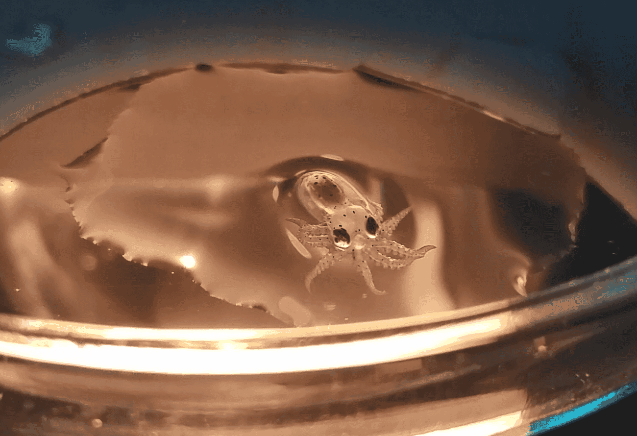 A visit to the octopus farming pioneers | The Fish Site