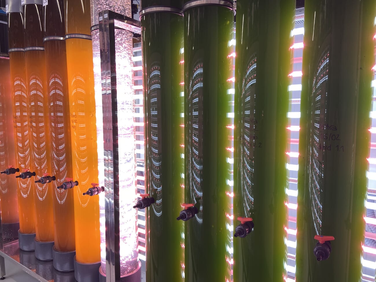 A visit to the octopus farming pioneers | The Fish Site