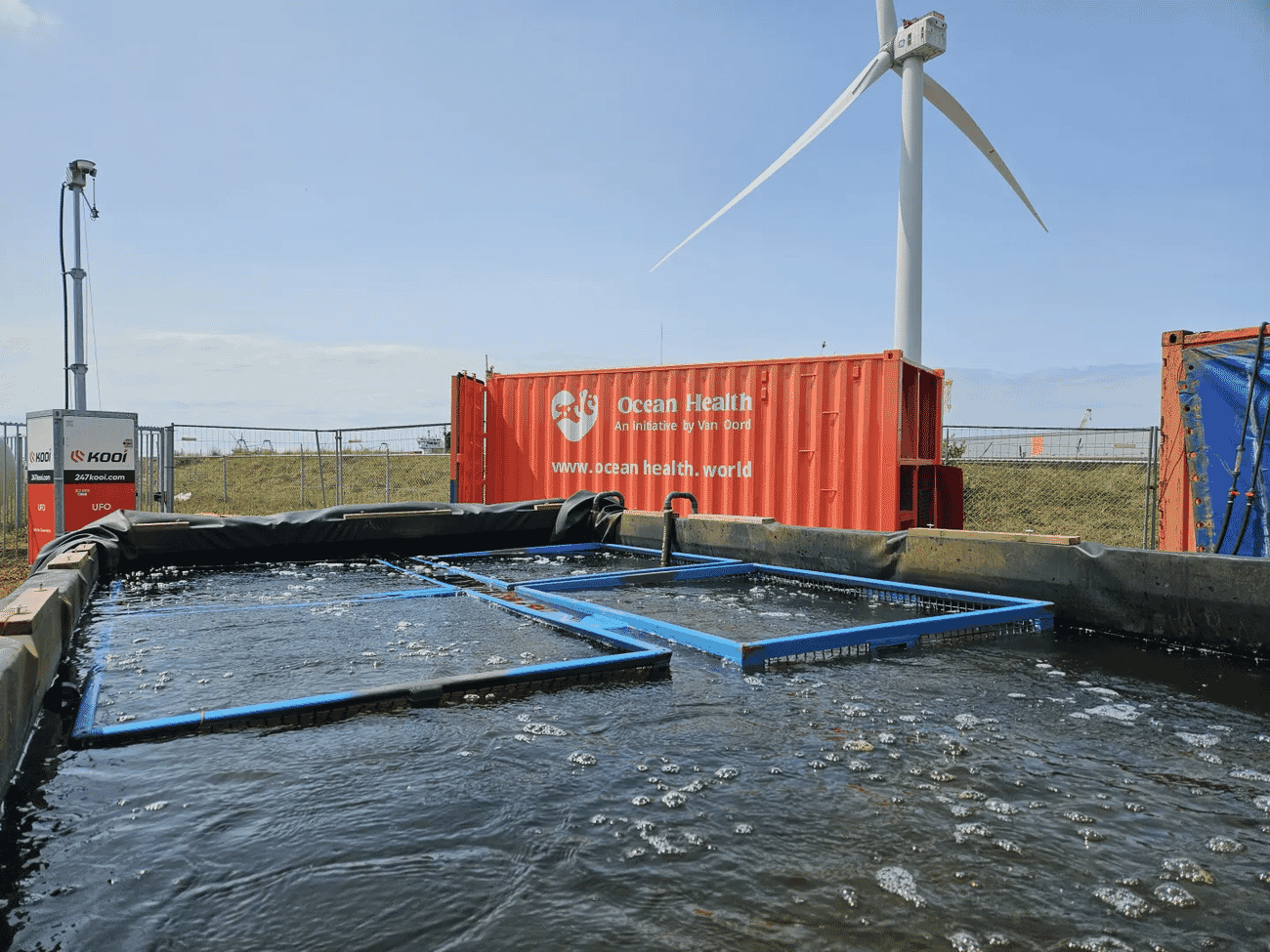 Half a million oysters to be introduced in North Sea pilot to restore ...