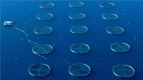 ASC marks ten years of transforming aquaculture | The Fish Site