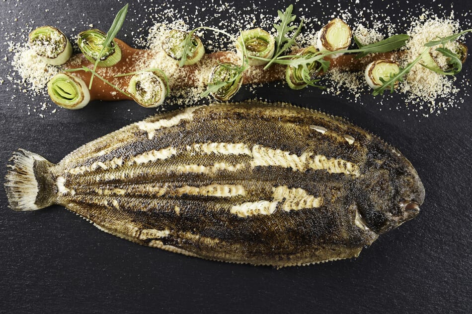 Stolt Sea Farms RAS facility brings in its first sole harvest | The ...