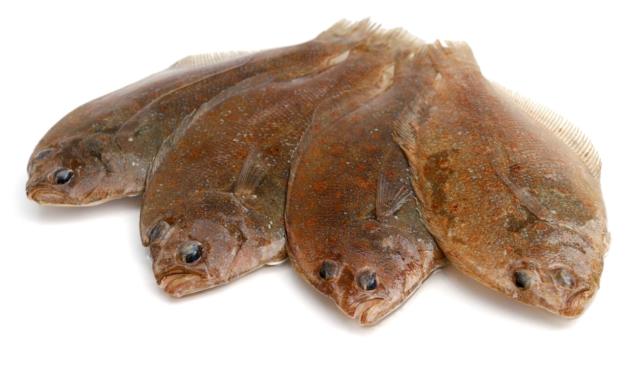 Plans for 10,000 tonne Spanish sole RAS revealed | The Fish Site