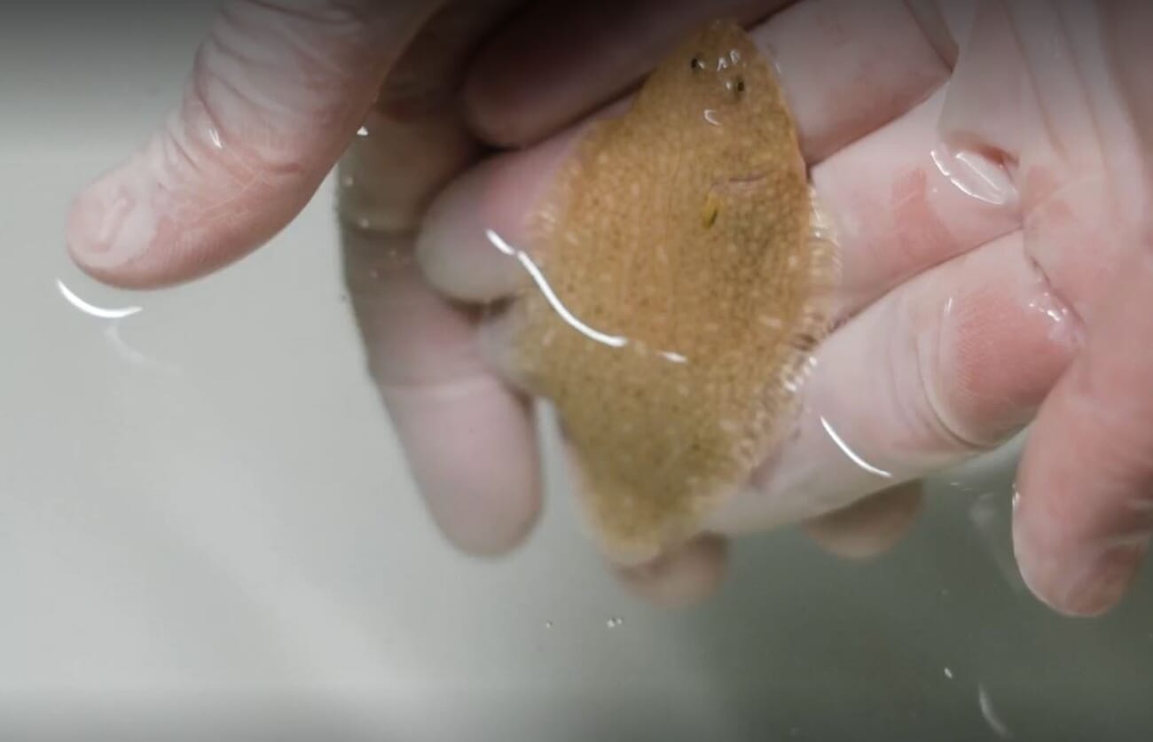 Stolt Sea Farm: a tale of two flatfish | The Fish Site