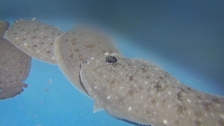 Stolt Sea Farm: a tale of two flatfish | The Fish Site