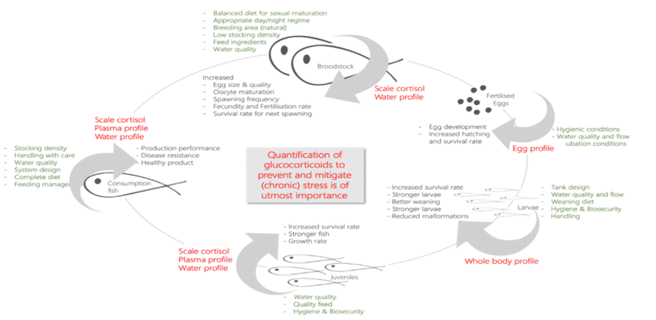 Stress in aquaculture: a rough guide | The Fish Site