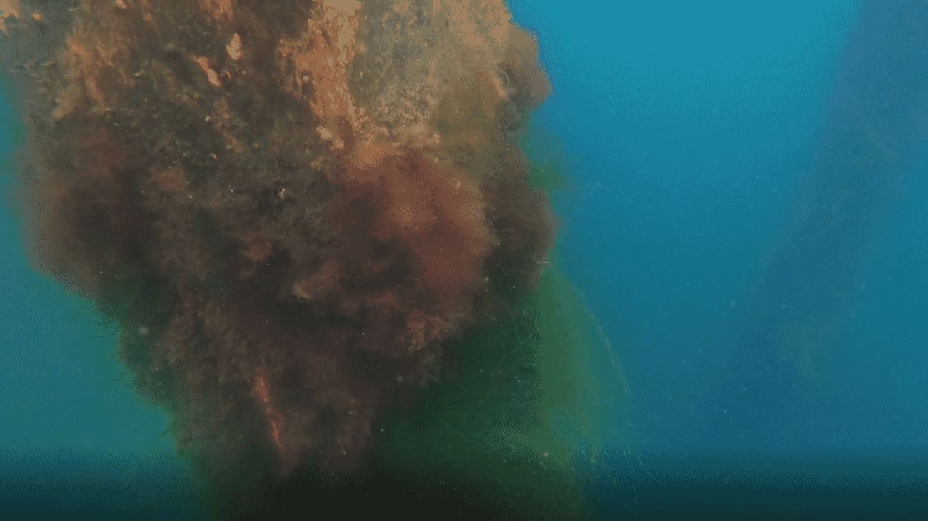 Artificial reef with innovative concrete expected to increase ...