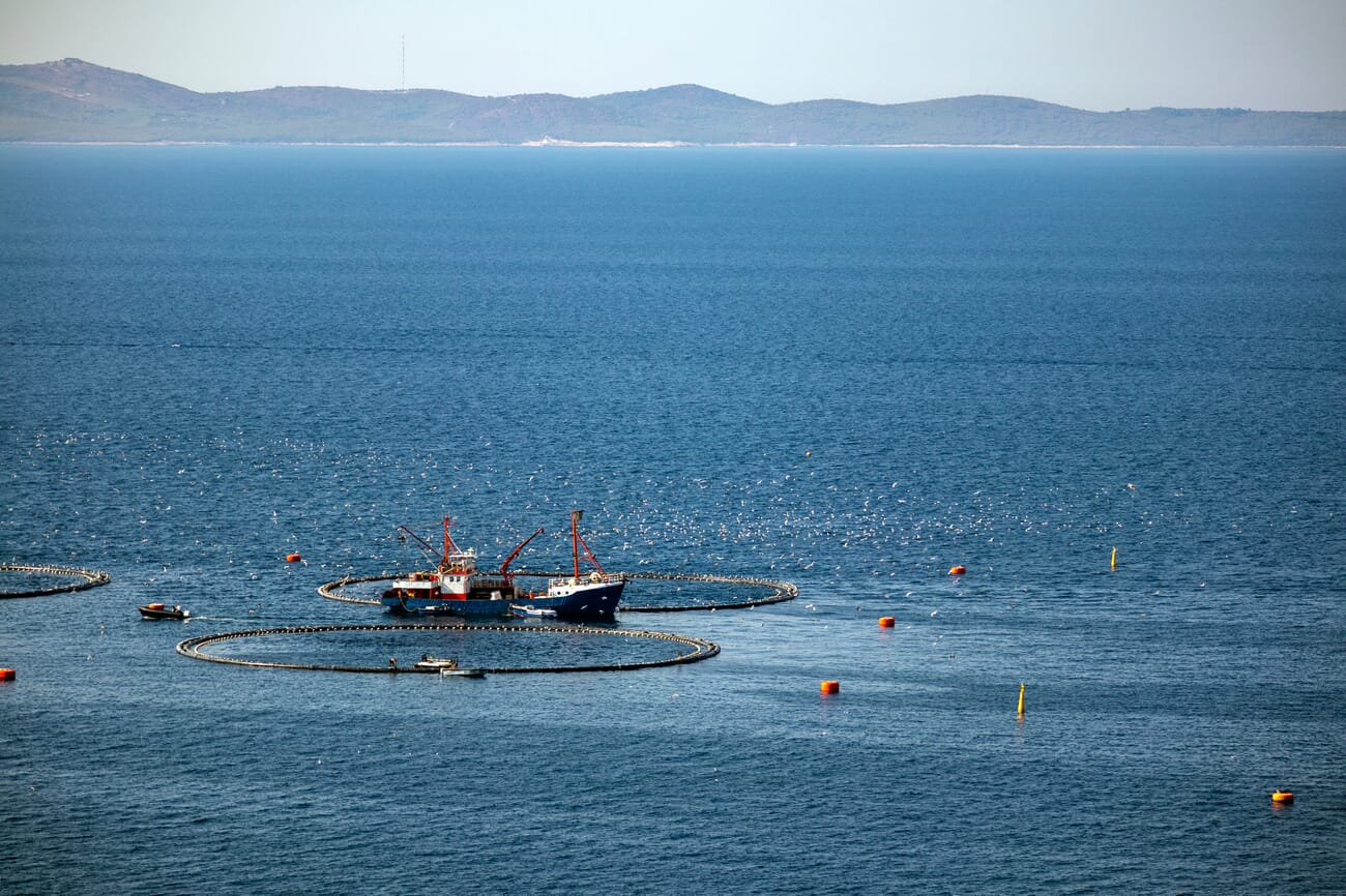 Insights into Croatia's tuna farming and ranching sectors | The Fish Site