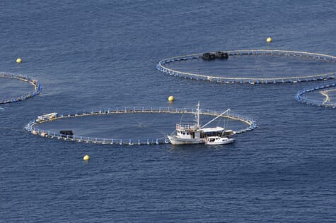 Insights into Croatia's tuna farming and ranching sectors | The Fish Site