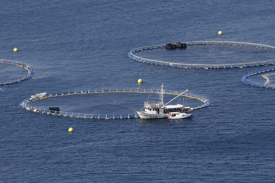 Insights into Croatia's tuna farming and ranching sectors | The Fish Site