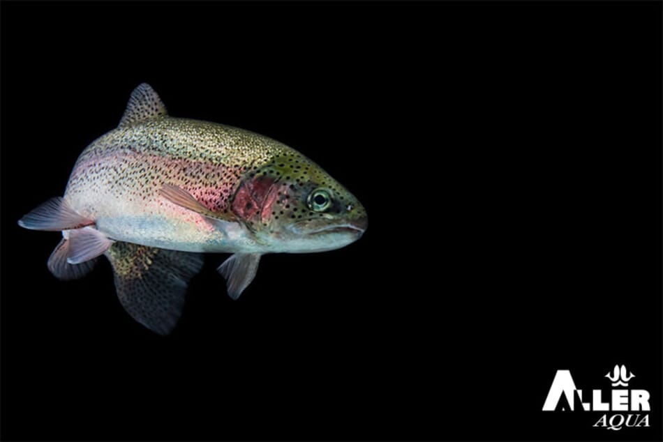 Aller aqua launches fresh range of functional feeds | The Fish Site