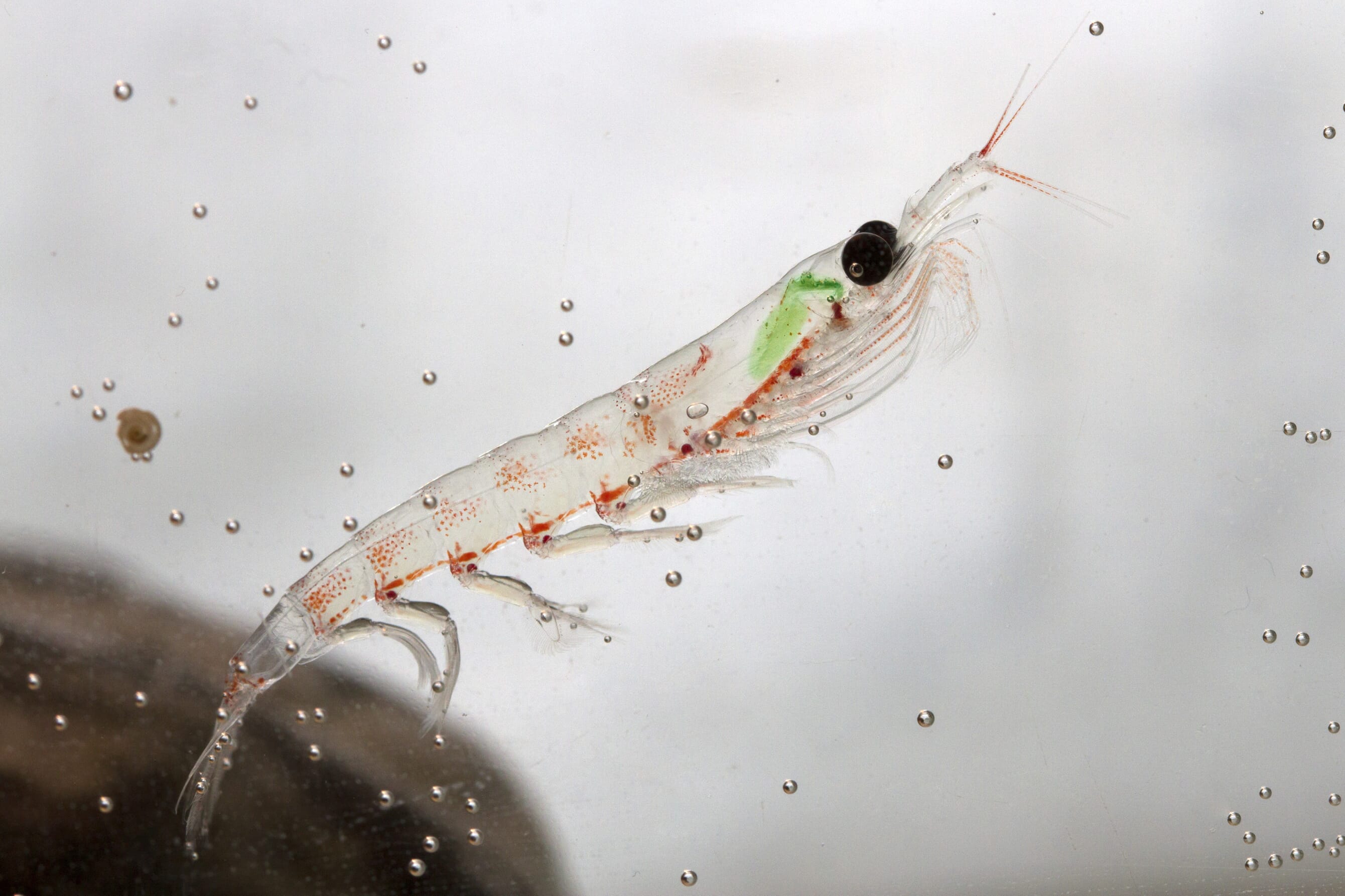 Krill shown to have functional effects in salmon feeds | The Fish Site
