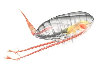 Putting the plankton into salmon feed | The Fish Site
