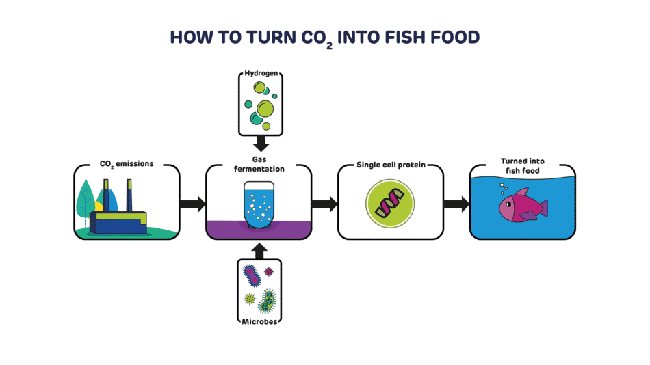 Carbon capture to fuel fishmeal alternative | The Fish Site