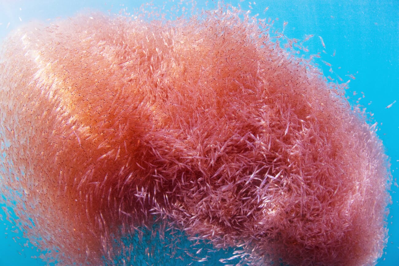 FDA approves krill aquafeed for US salmon industry | The Fish Site