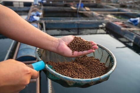 GM plants may help speed aquafeed’s transition from fish oil | The Fish ...