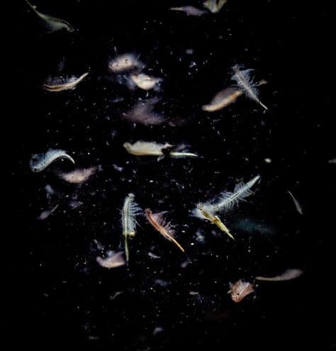 The startup that plans to scale-up land-based Artemia production | The ...