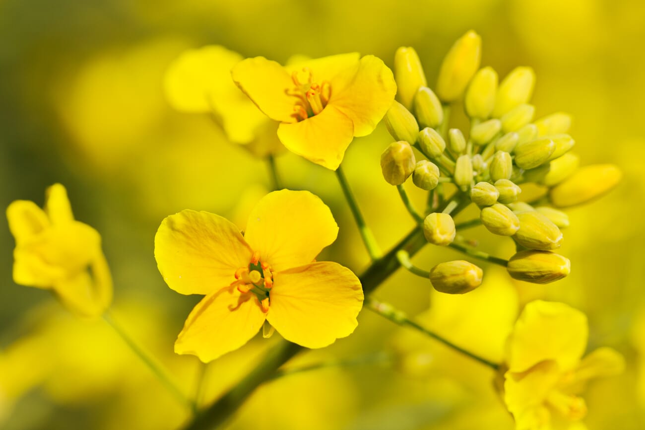 Novel processing method aims to convert more canola into aquafeeds ...