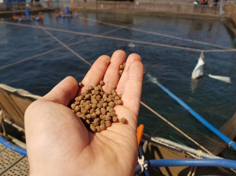 An insider’s view of advances in aquaculture nutrition | The Fish Site