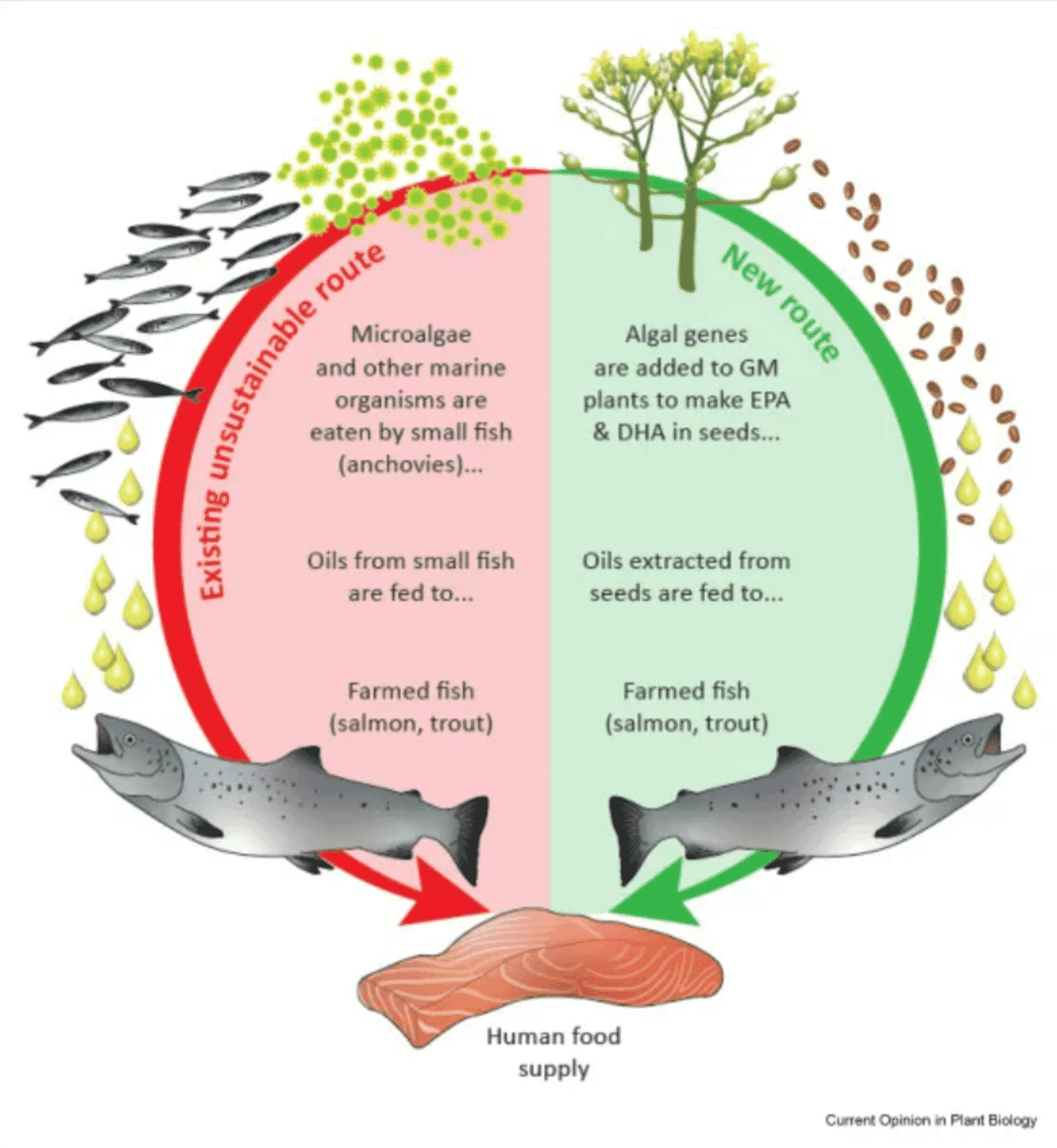 GM plants may help speed aquafeed’s transition from fish oil | The Fish ...