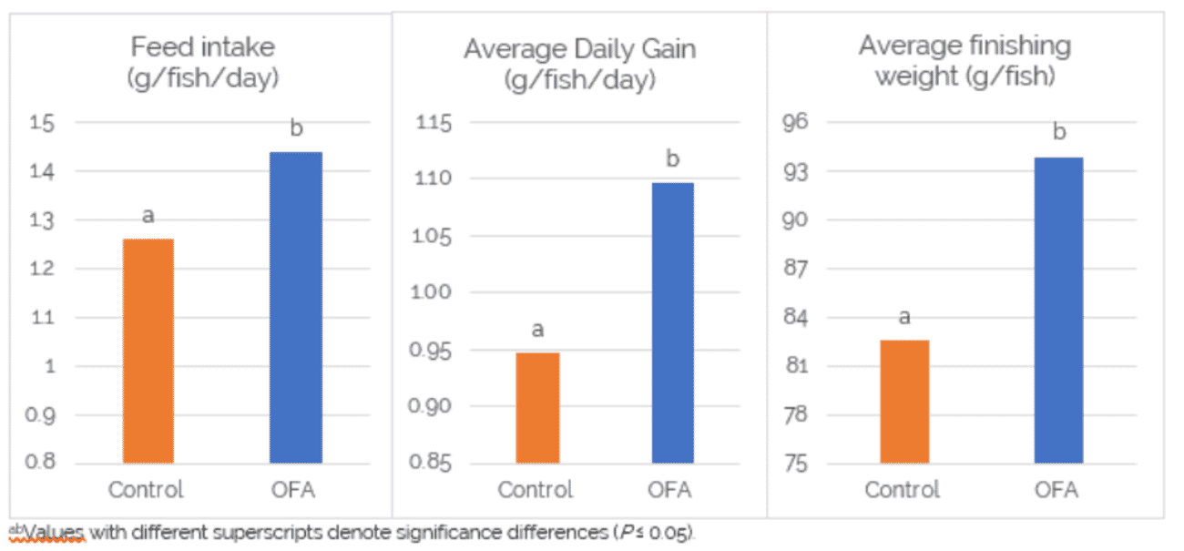 Seaweed supplement shown to improve pangasius growth | The Fish Site