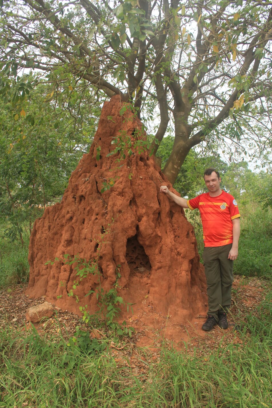 Why insect farming for aquafeed is still at the larval stage | The Fish ...