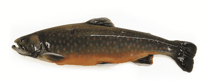 Agreement heralds a new chapter in char farming | The Fish Site