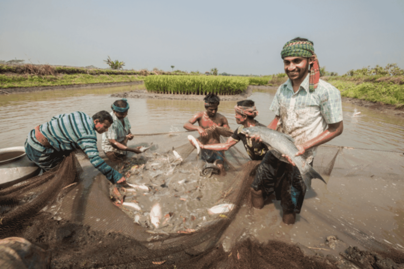 Blockchain set for Bangladesh aquaculture launch | The Fish Site