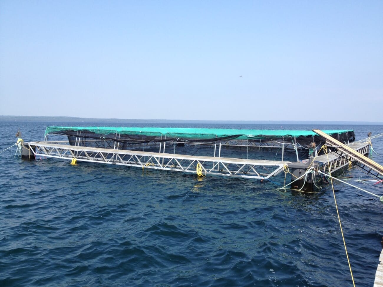 Notes from North America’s first, and only, lake whitefish farm | The ...