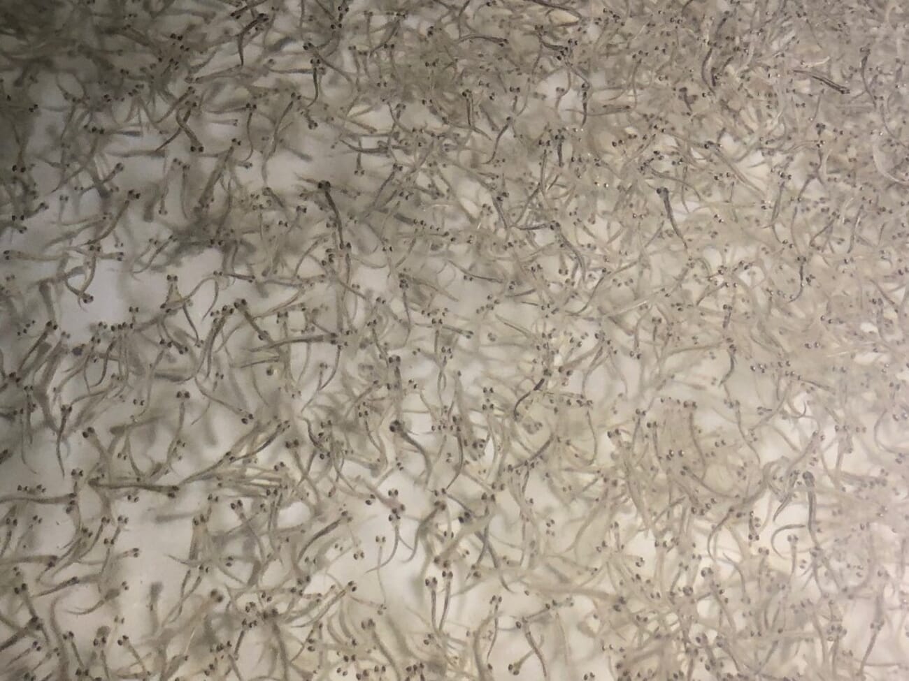 Notes from North America’s first, and only, lake whitefish farm | The ...