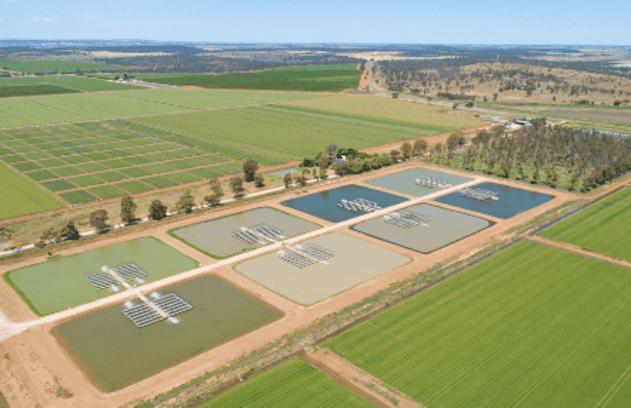 Murray cod farmer raises $30 million | The Fish Site