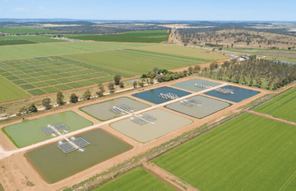 Murray cod farming pioneer plans to expand | The Fish Site