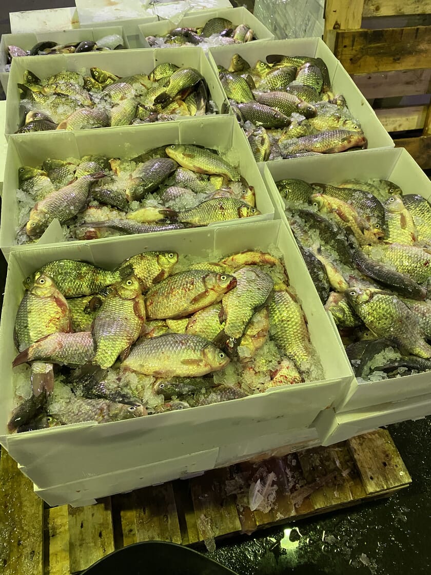Raid highlights danger of illegal live fish imports | The Fish Site