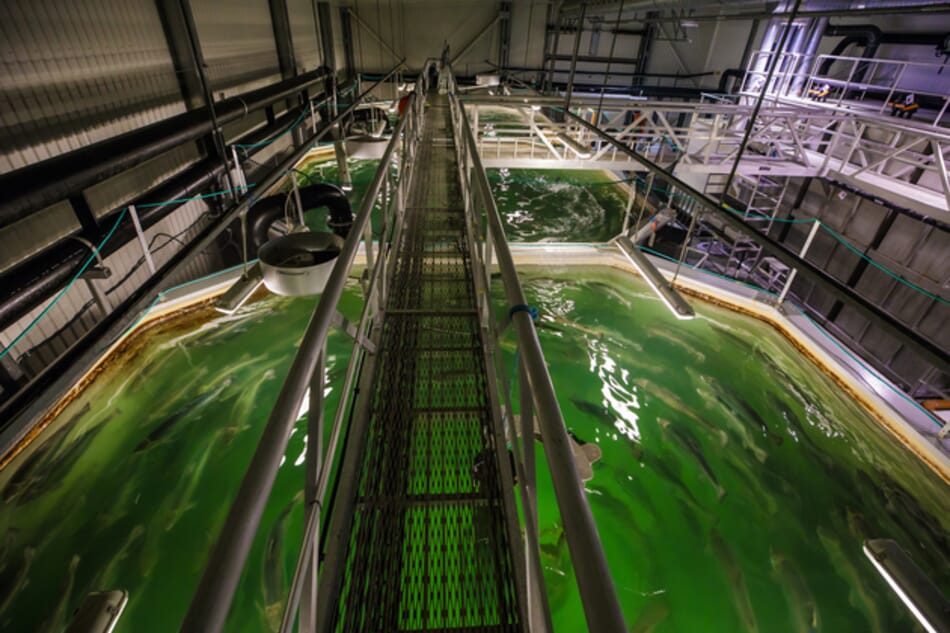 Report questions viability of BC’s salmon RAS transition | The Fish Site